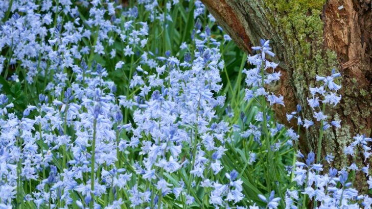 Landscaping Around Exposed Tree Roots: 5 Easy Ideas