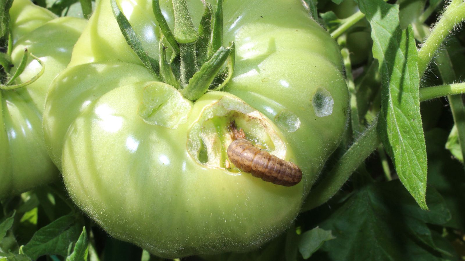How To Get Rid Of Slugs And Snails In The Garden