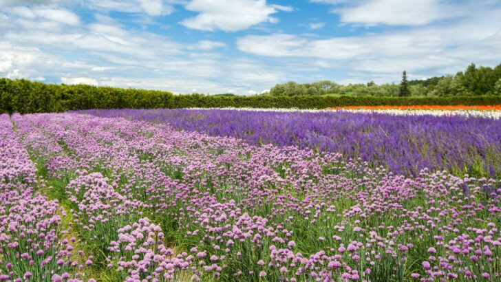 Iconic Flower Fields Worthy Of Your Bucket List