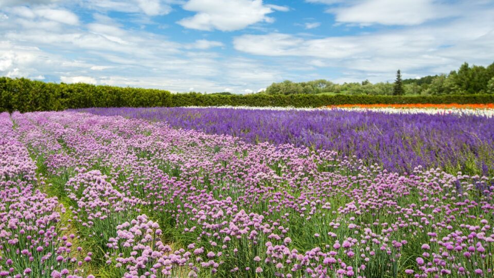Iconic Flower Fields Worthy Of Your Bucket List