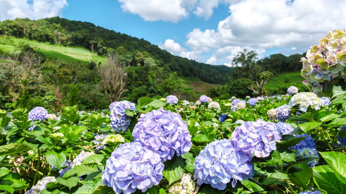 17 Must-See Stunning Flower Fields Worthy Of Your Bucket List