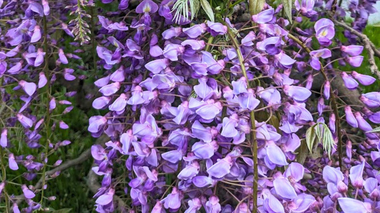 9 Invasive Plants In Oklahoma (And 18 Natives To Plant Instead)