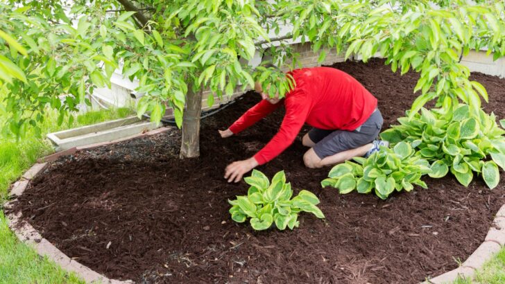 Landscaping Around Exposed Tree Roots: 5 Easy Ideas