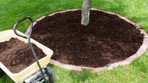 Landscaping Around Exposed Tree Roots: 5 Easy Ideas
