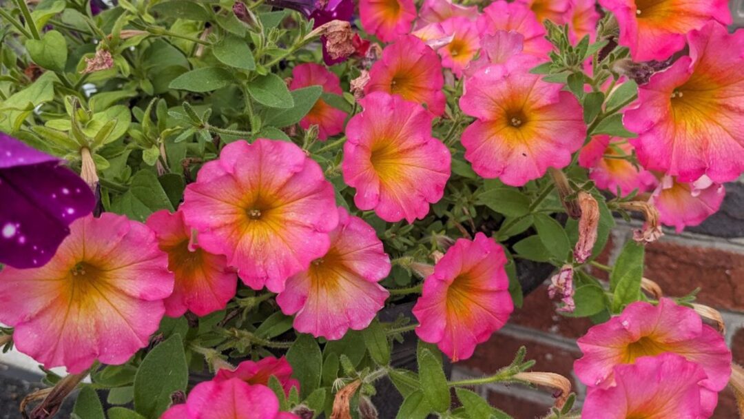 The 14 Best Cascading Plants For Retaining Walls