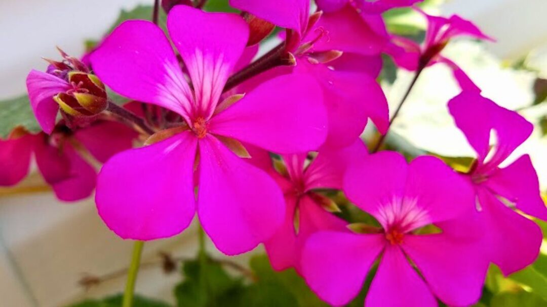 These 10 Deer Resistant Perennials Are Beautiful, Aromatic And Critter ...