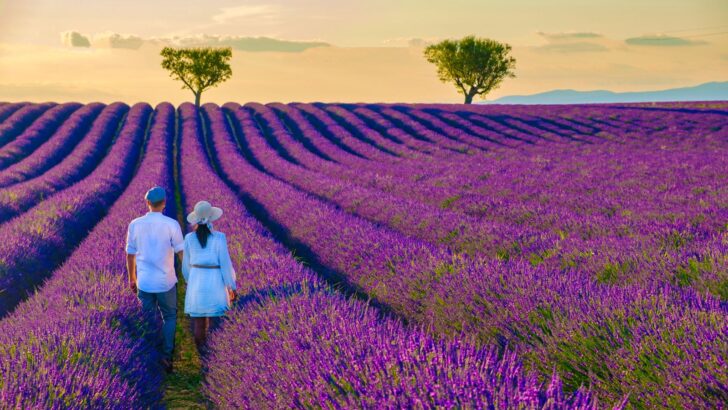Iconic Flower Fields Worthy Of Your Bucket List