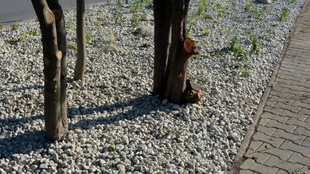 Landscaping Around Exposed Tree Roots: 5 Easy Ideas