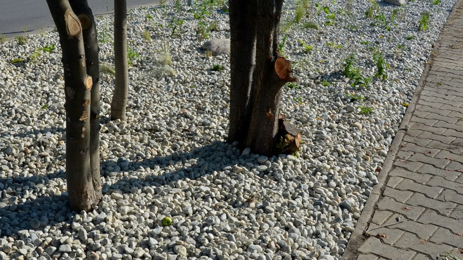 Landscaping Around Exposed Tree Roots - 5 Easy Ideas