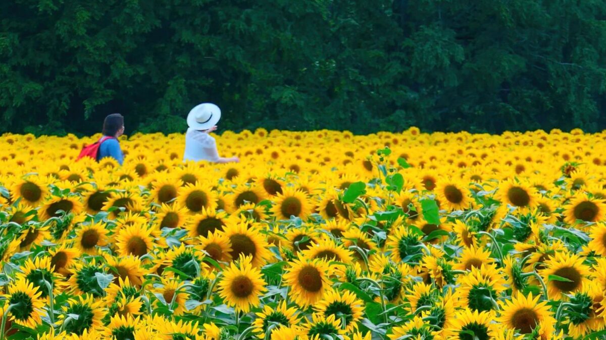 Iconic Flower Fields Worthy Of Your Bucket List