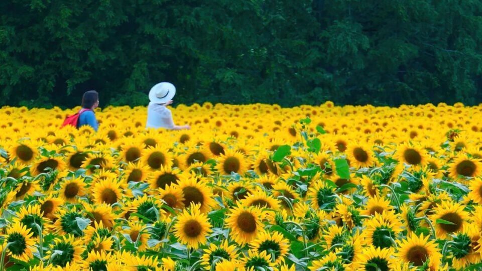 Iconic Flower Fields Worthy Of Your Bucket List