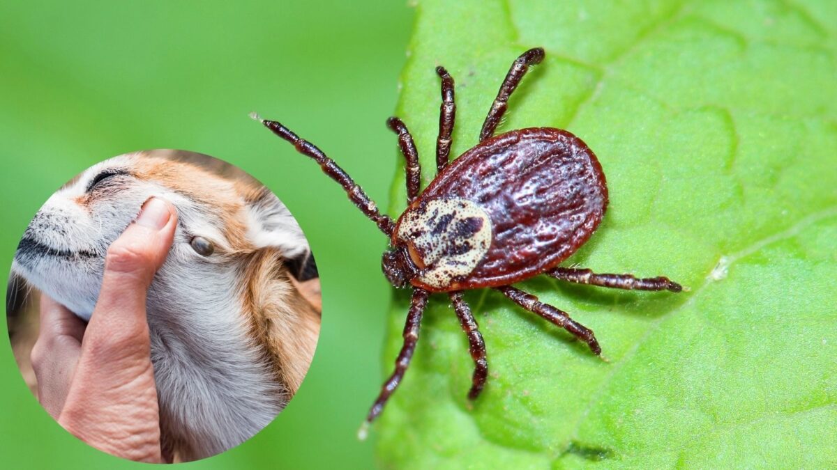 How To Get Rid Of Ticks In The Yard