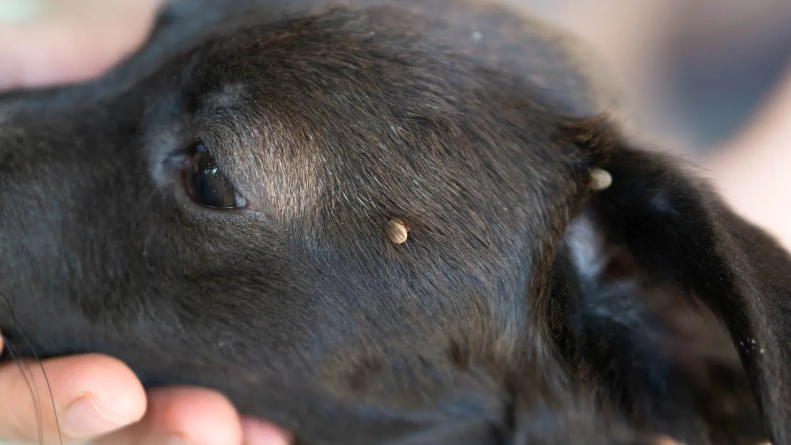 How To Get Rid Of Ticks In The Yard