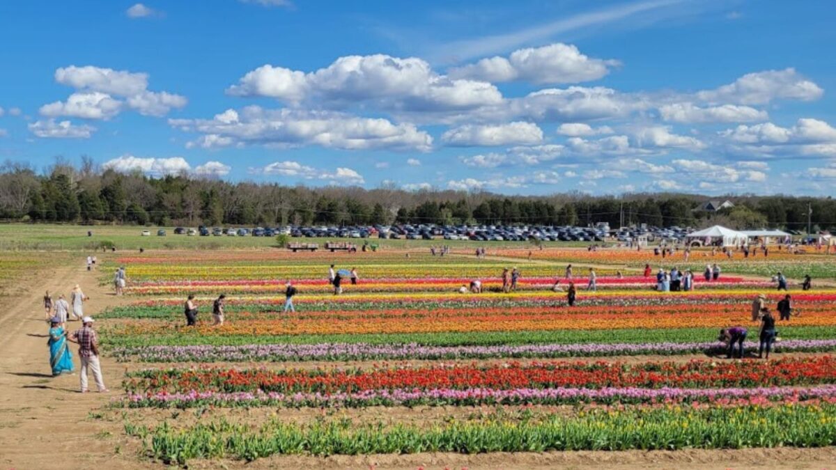 17 Must-See Stunning Flower Fields Worthy Of Your Bucket List