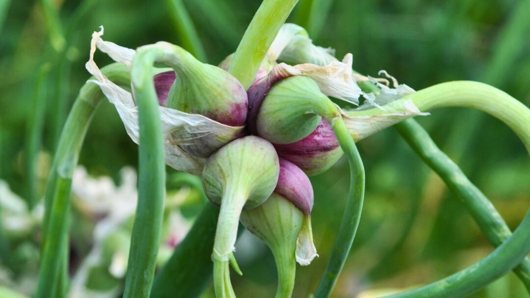 Root Vegetables List: 15 Favorites With Pictures