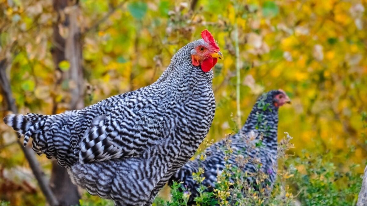 8 Chicken Breeds That Are Perfect For Families