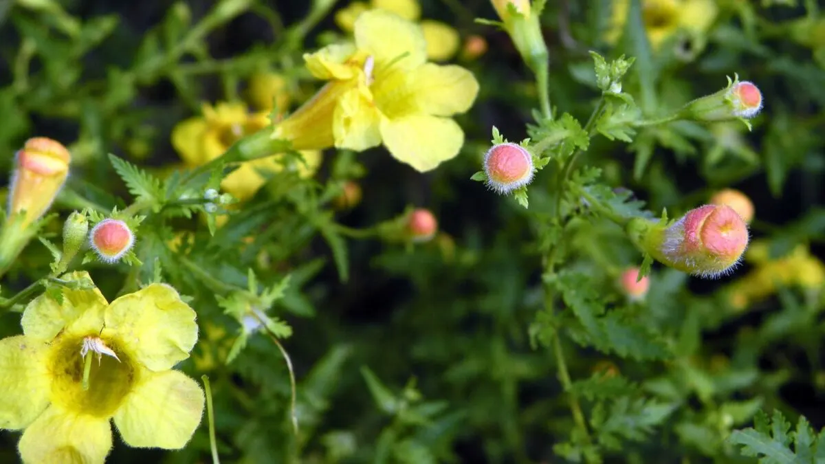 11 Annual Flowers That Attract Bees