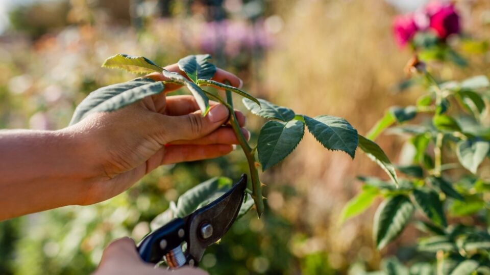 22 Brilliant Ways To Get Free Plants For Your Indoor And Outdoor Garden