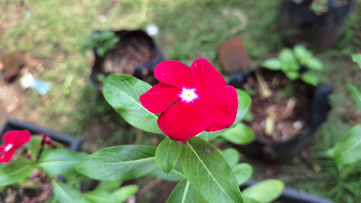 Add A Pop Of Color With These Showy Annual Red Flowers