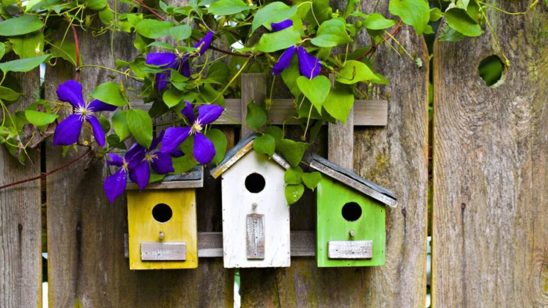 14 Tricks To Attract Mourning Doves To The Yard