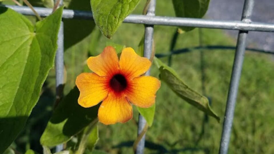 11 Stunning Annual Bi-color Flowers You’ll Love