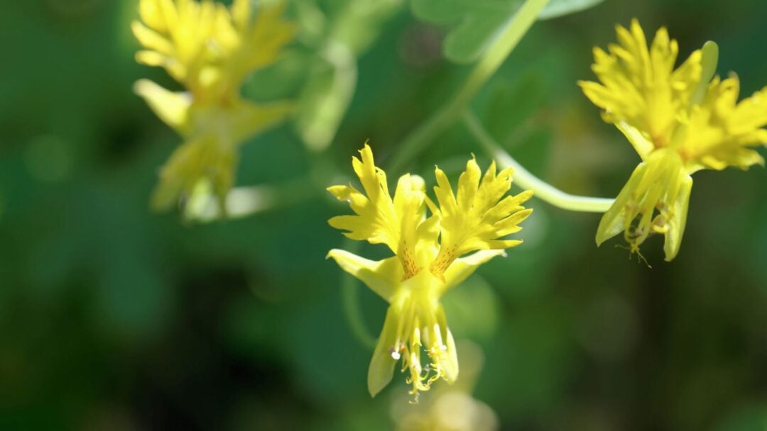 11 Cheerful Annual Yellow Flowers To Grow This Summer