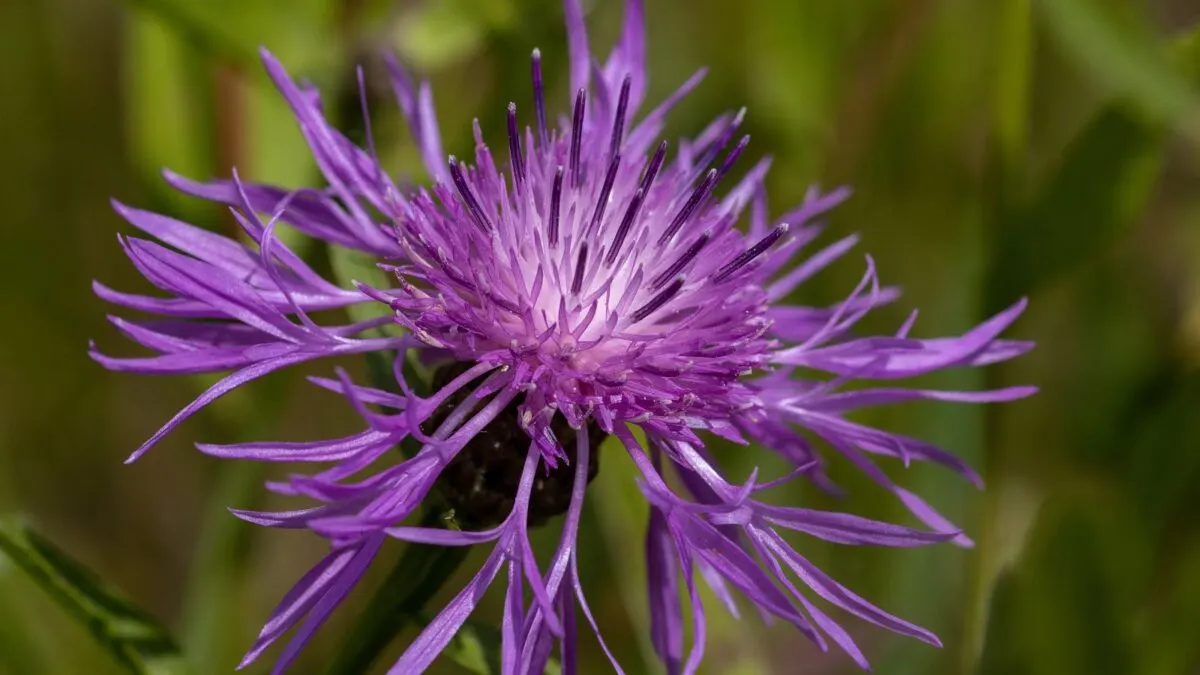 13 Invasive Plants In North Dakota (And 26 Natives To Plant Instead)