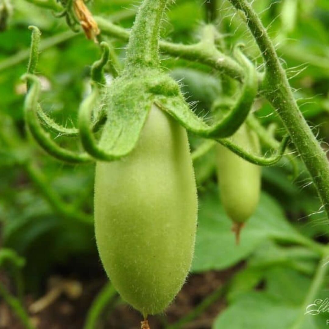 How To Grow A Victory Garden - Step By Step Guide With Pictures