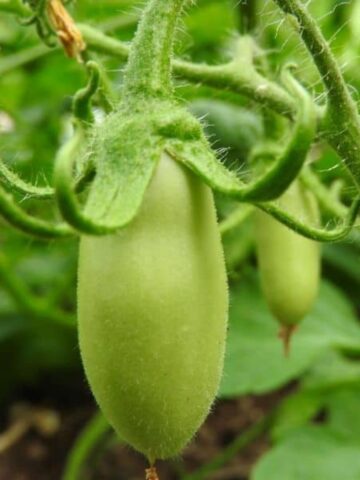How To Grow A Victory Garden - Step By Step Guide With Pictures