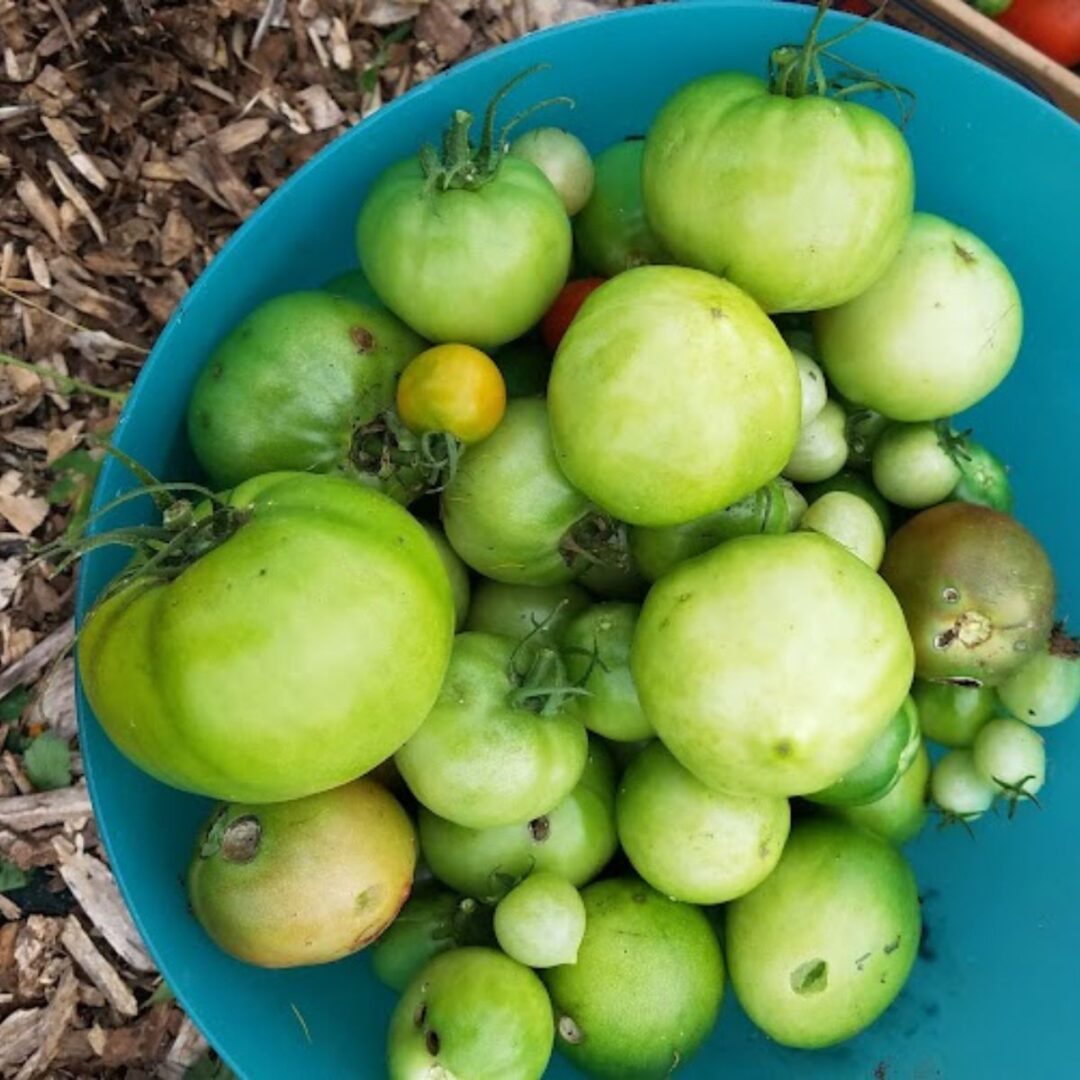 How To Store Tomatoes: Expert Tips For Keeping Your Harvest Fresh And ...