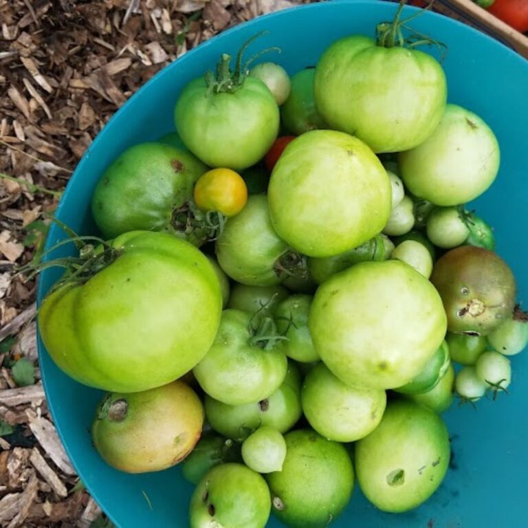 How To Store Tomatoes: Expert Tips For Keeping Your Harvest Fresh And ...