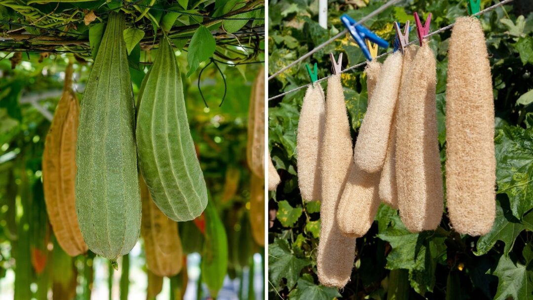 How To Grow Luffa Gourds And Get Natural Sponges