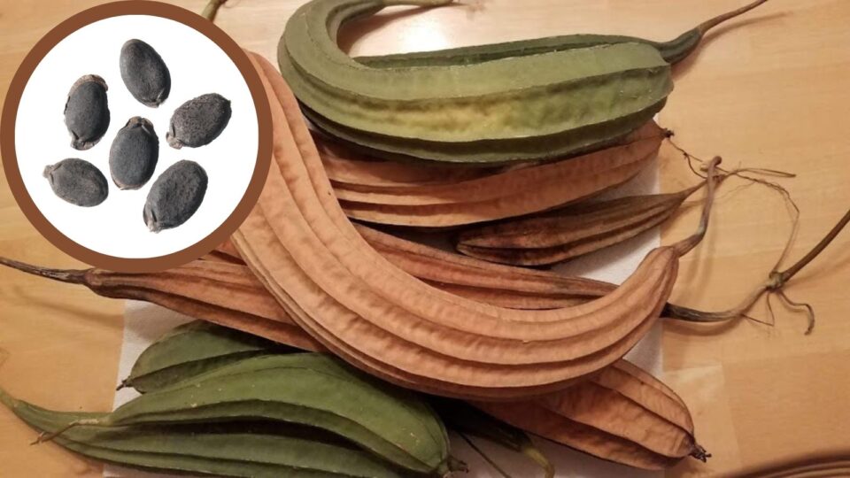 How To Grow Luffa Gourds And Get Natural Sponges Too!