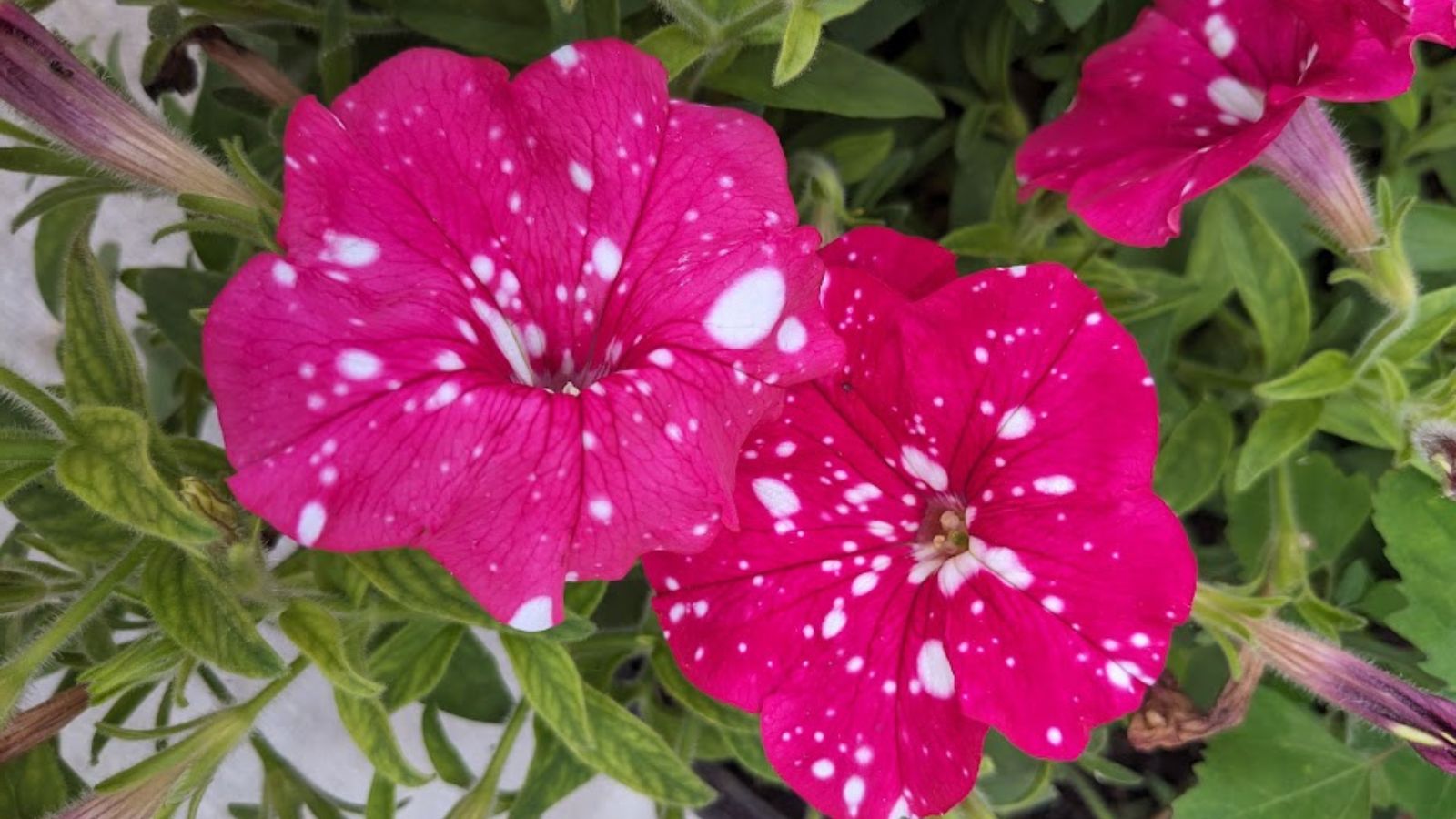 11 Stunning Annual Bi-color Flowers You’ll Love