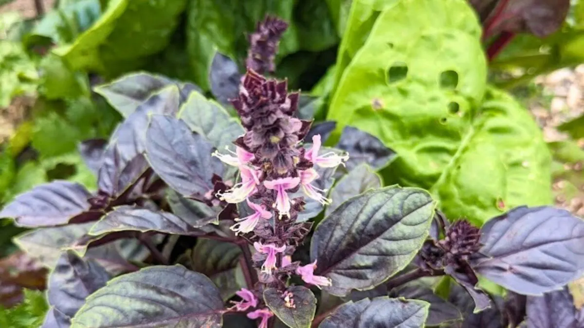 5 Easy To Grow Herbs Every Gardener Needs To Plant