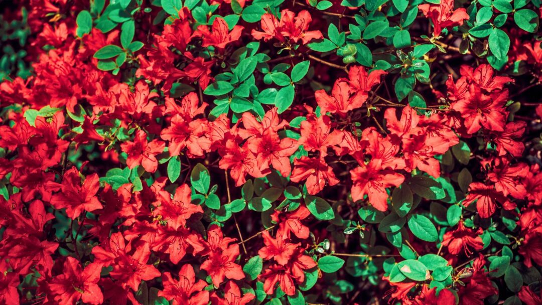 9 Beautiful Red Flowering Shrubs That Make Your Landscape Pop