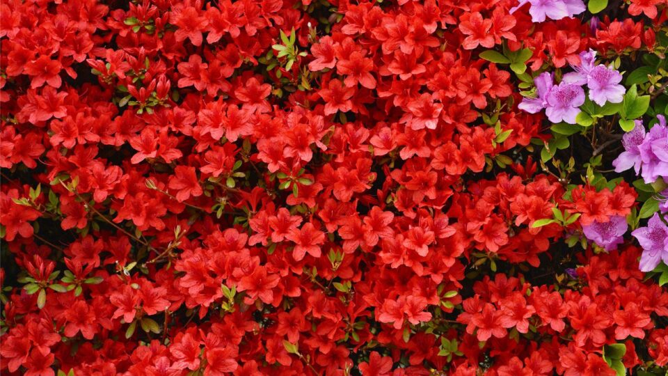9 Beautiful Red Flowering Shrubs That Make Your Landscape Pop
