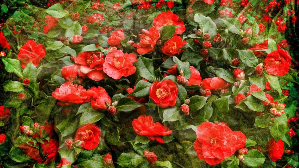 9 Beautiful Red Flowering Shrubs That Make Your Landscape Pop