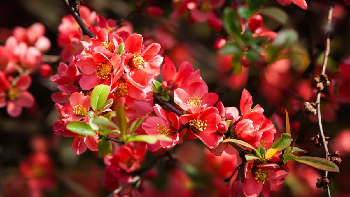 9 Beautiful Red Flowering Shrubs That Make Your Landscape Pop