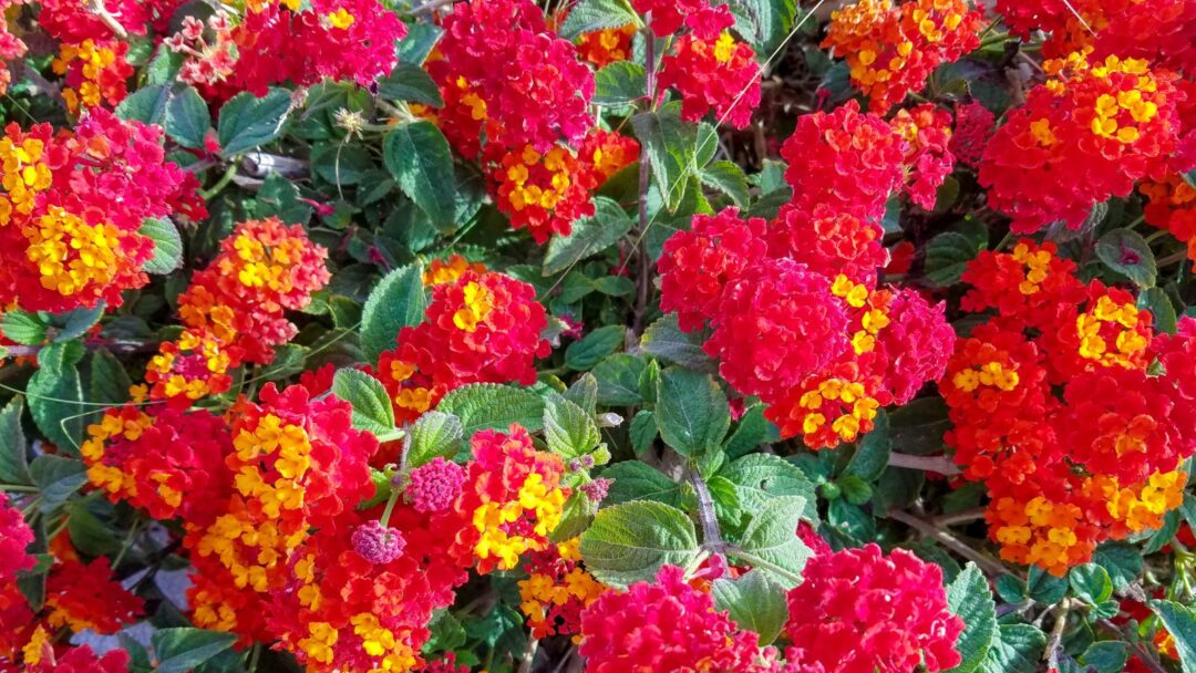9 Beautiful Red Flowering Shrubs That Make Your Landscape Pop