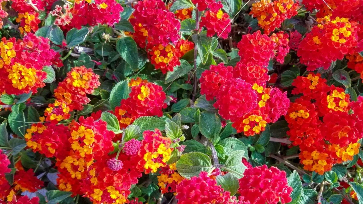 9 Beautiful Red Flowering Shrubs That Make Your Landscape Pop
