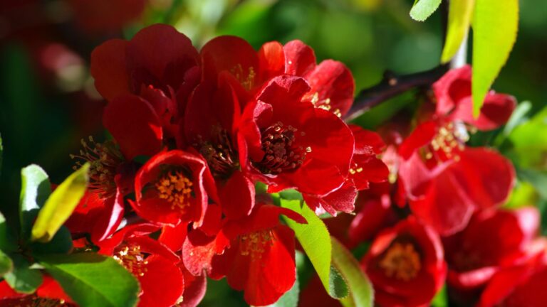Beautiful Red Flowering Shrubs That Make Your Landscape Pop