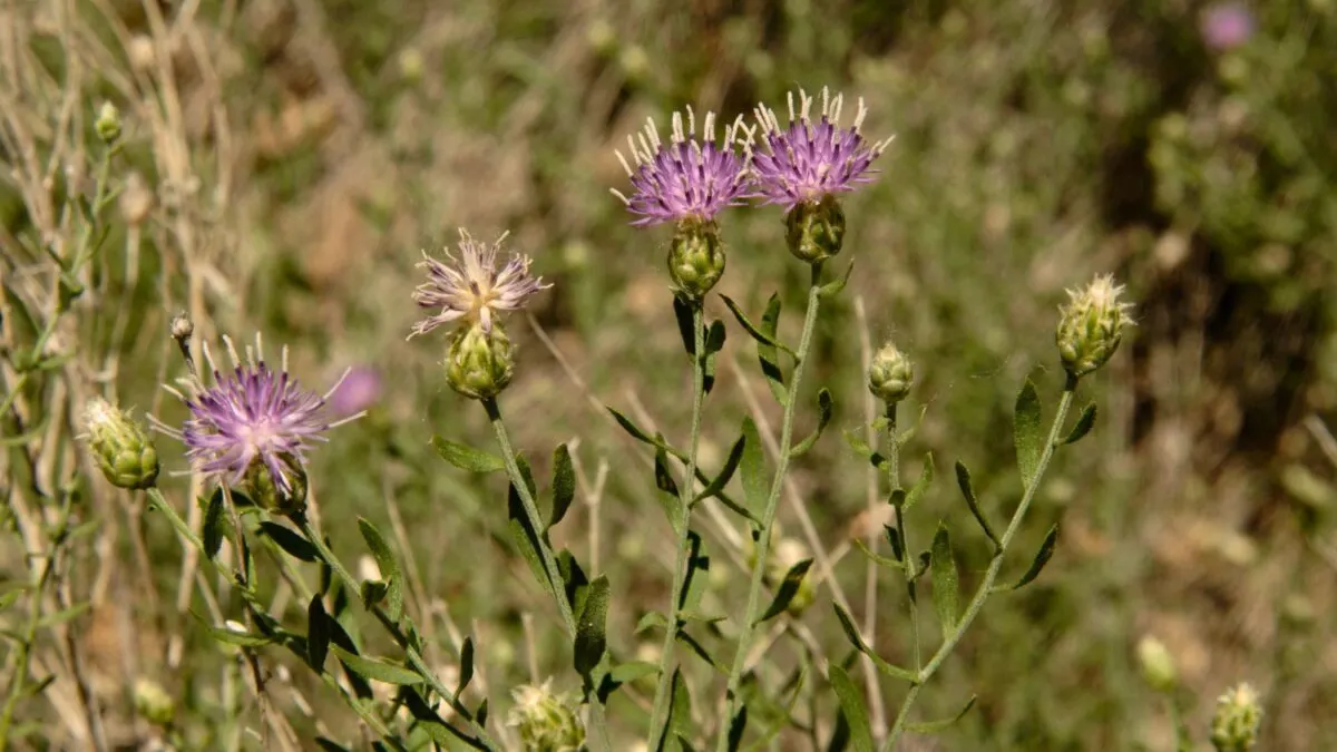 13 Invasive Plants In North Dakota (And 26 Natives To Plant Instead)