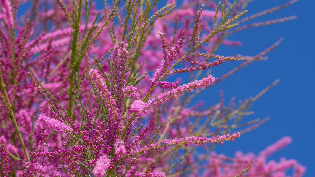13 Invasive Plants In North Dakota (And 26 Natives To Plant Instead)