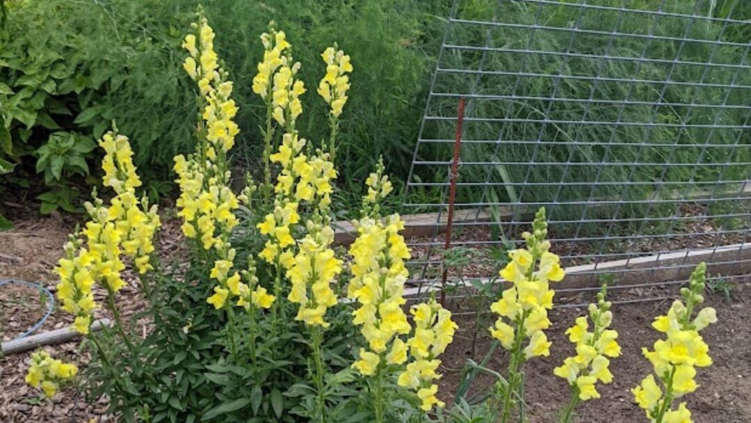 How To Grow Snapdragons - An Easy Guide With Lots Of Pictures