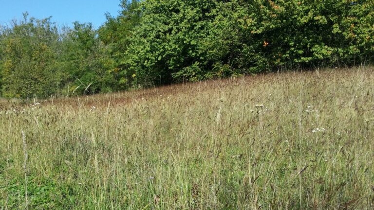 9 Invasive Plants In Oklahoma (And 18 Natives To Plant Instead)