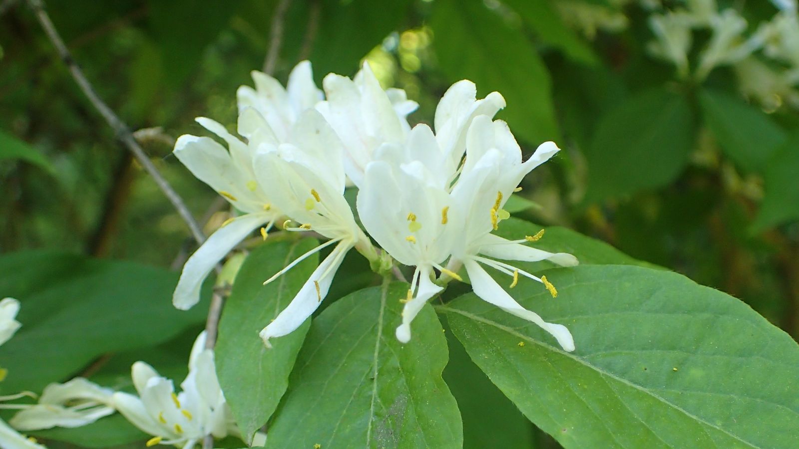 12 Common Invasive Plants In Ohio Gardens (And 24 Natives To Plant Instead)