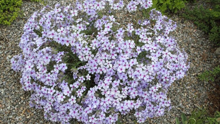 10 Pretty Purple Shade Perennials Every Garden Needs