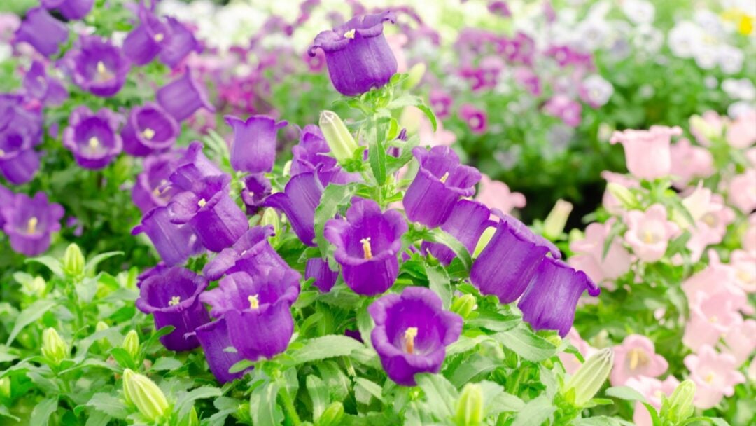 18 Gorgeous Bell-Shaped Flowers That Make A Garden Dreamy