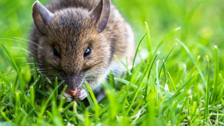 4 Tips To Get Pesky Shrews Out Of The Yard This Years